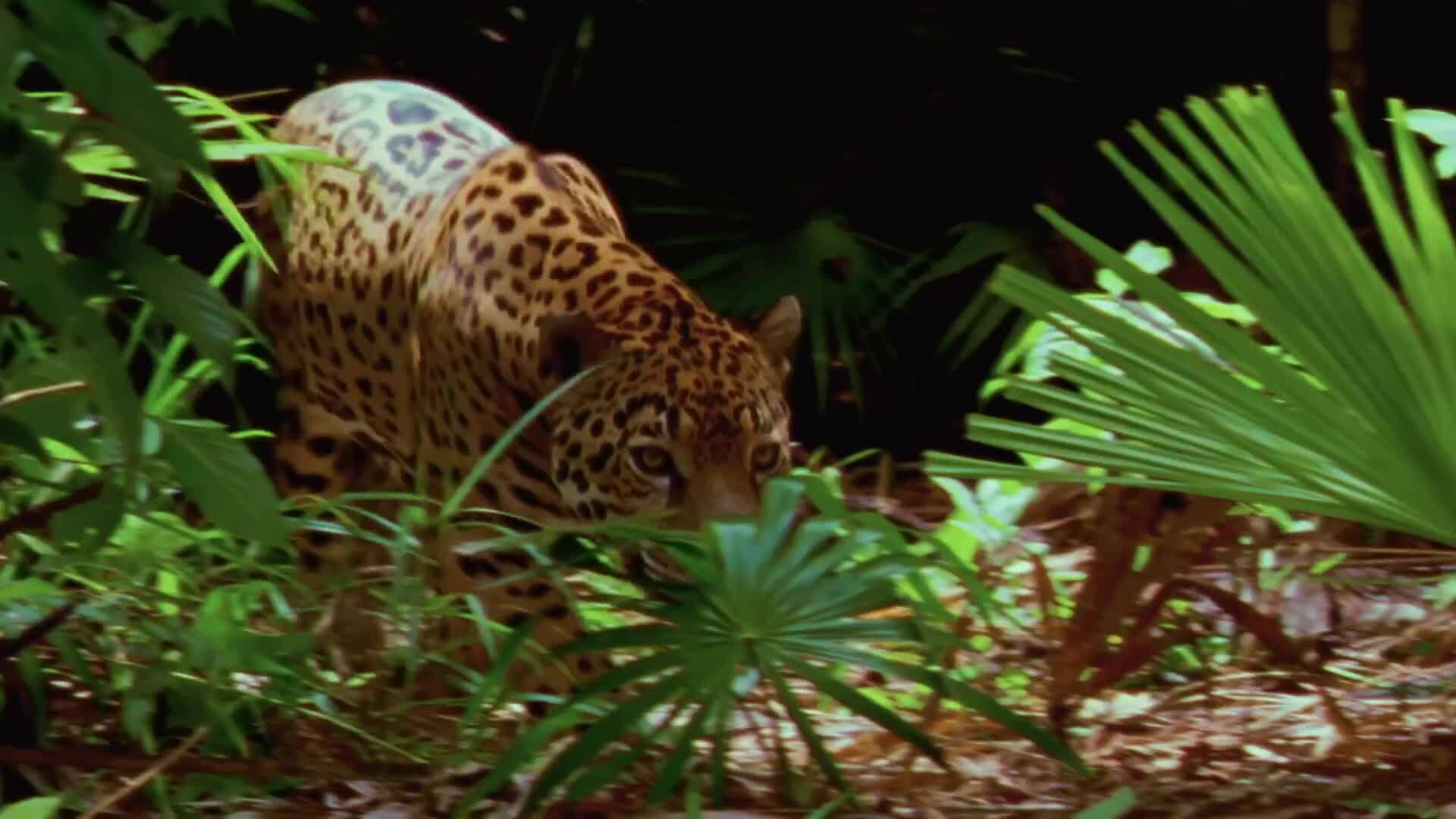 Animal Fanpedia (1) | Player | Irish Television Channel, Súil Eile