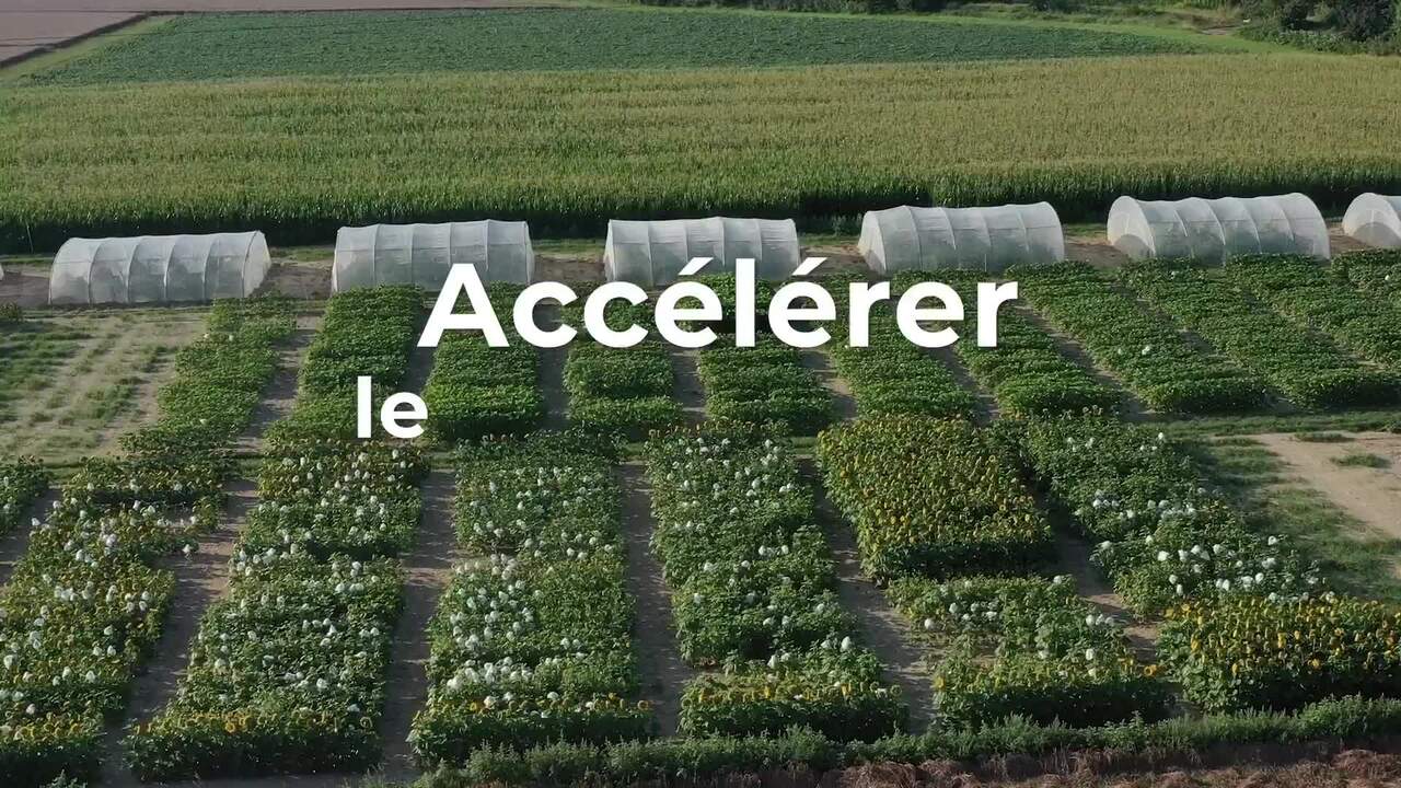 Ravageurs du maïs - Insectes maïs - Syngenta