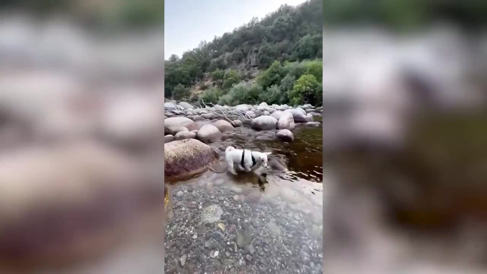 Las Azúcar Moreno, desnudas: Torito y Primera Línea logran una ...