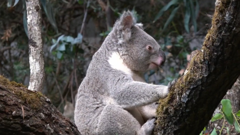 Gefährdete Arten. Koala, Python und Leguan treffen sich im Zoo Zürich.