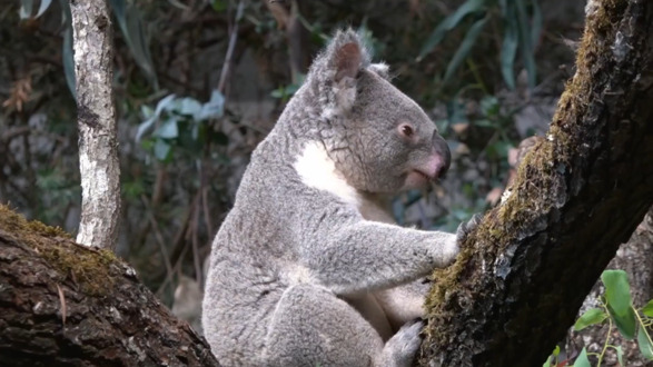 Gefährdete Arten. Koala, Python und Leguan treffen sich im Zoo Zürich.