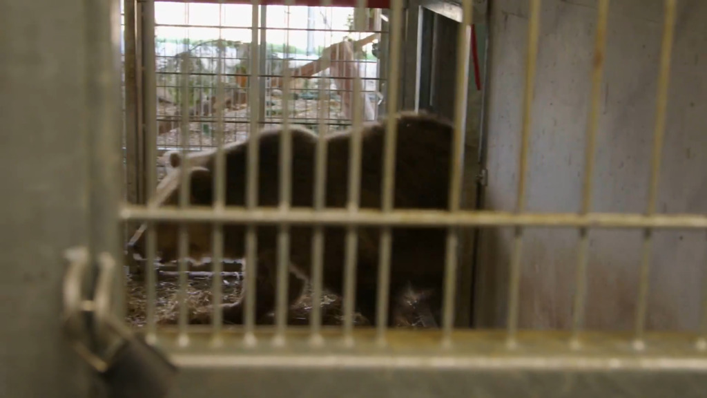 Jamila und Sam im Bärenland. Ein kurzer Schreckmoment, dann erkennen ...