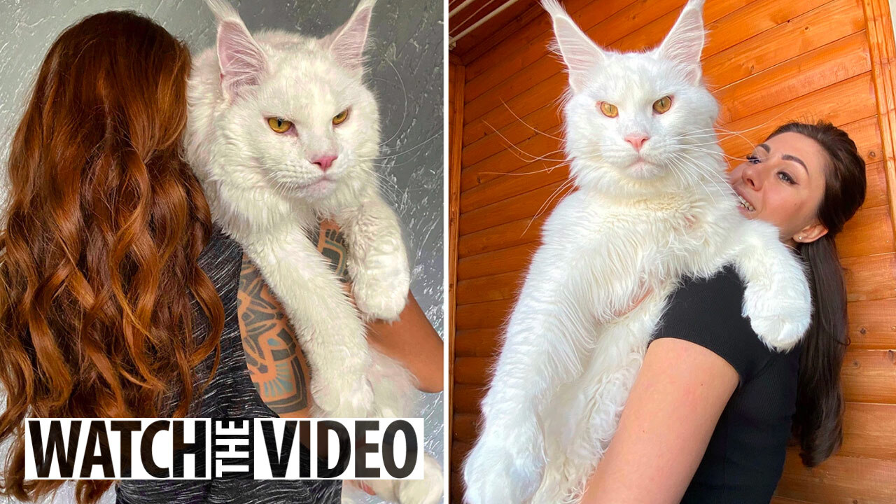 Giant Maine Coon Cat