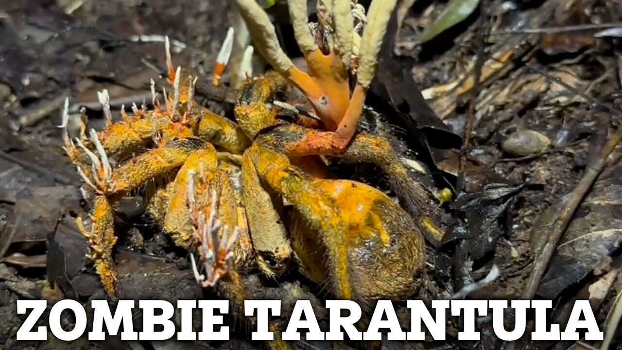 Fungas Tarantula Zombie Zombie Jumping Spider Cordyceps Fungus