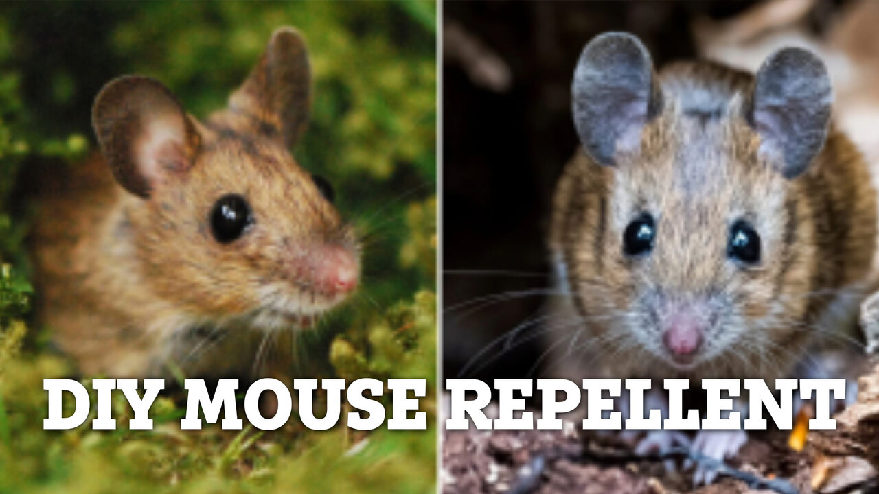 Scurrying Mice